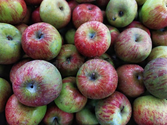 Malang Apple Fruit, a Typical Fruit from the City of Batu, Malang, East ...