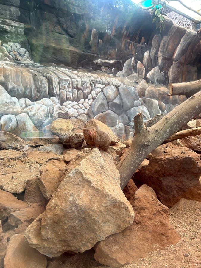 Common Pygmy Mongoose in a Cage in Zoos Stock Image - Image of wood ...
