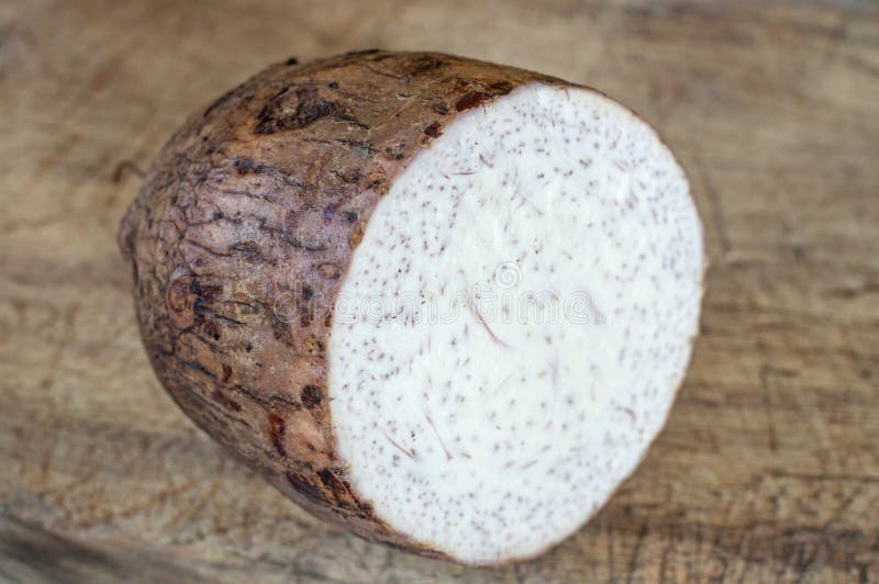 Malanga root stock image. Image of edible, food, corm - 42695217