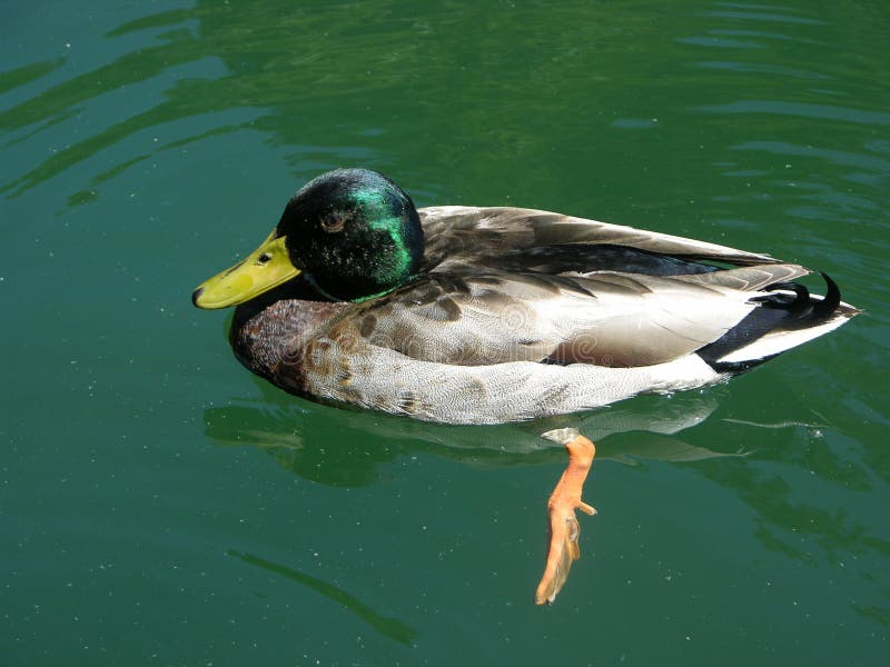 Malard Duck Picture. Image: 4841209