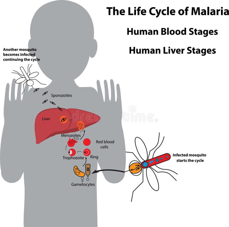 Malaria Transmission Cycle Stock Illustrations – 47 Malaria ...