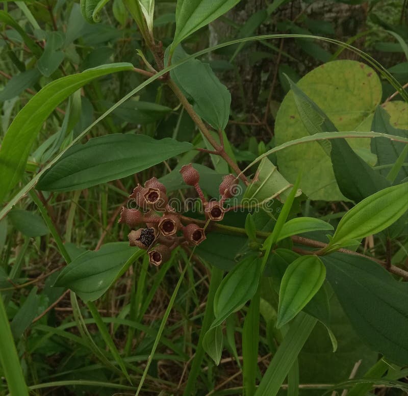 Malastoma Candom Fruchtteisenpflanze Stockfoto - Bild von betrieb ...