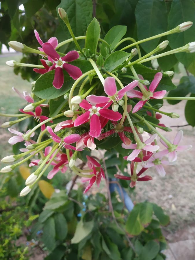 Malathi Flower Rangoon Creeper Stock Image - Image of creeper, herb ...