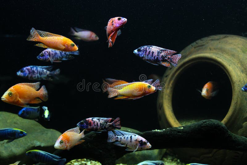 Malawi Cichlids Colorful Fish in Aquarium Stock Image - Image of marine ...