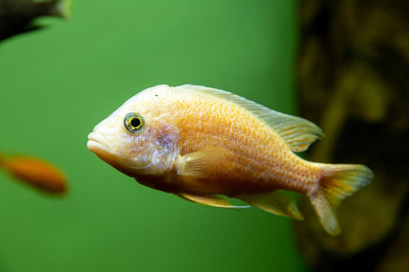 Malawi Cichlids. Fish of Labidochromis Hongi Sp. Kimpuma Stock Photo ...