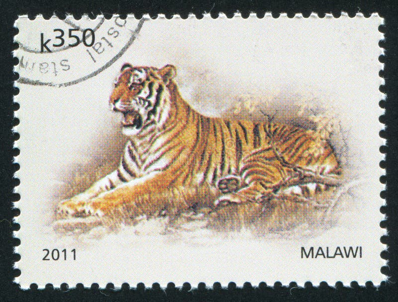 Tiger editorial stock photo. Image of predator, muzzle - 314444803