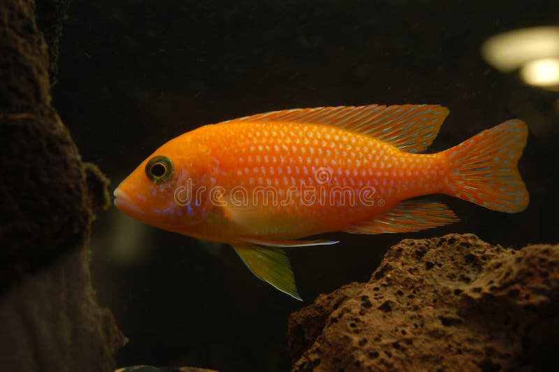 Malawisee Fish stock image. Image of wildlife, tropical - 1918951
