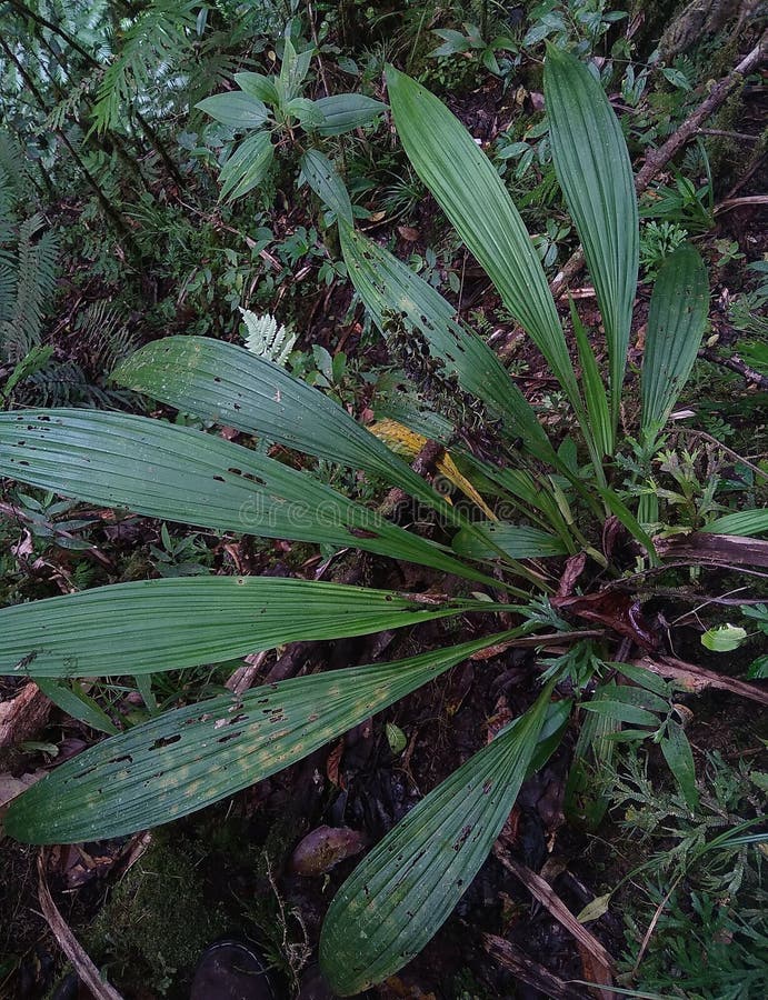 Malaxis Orchid - leaf stock image. Image of plant, leaf - 208381339