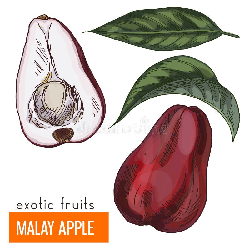 Malay Apple. Color Vector Illustration. Stock Vector - Illustration of ...