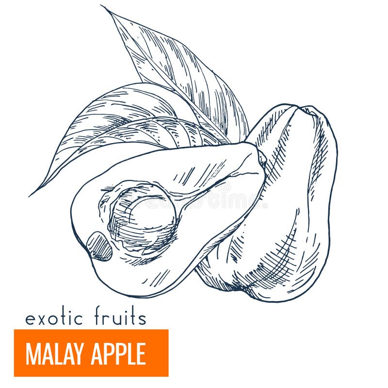 Malay Apple. Full Color Realistic Hand Drawn Vector Stock Vector ...