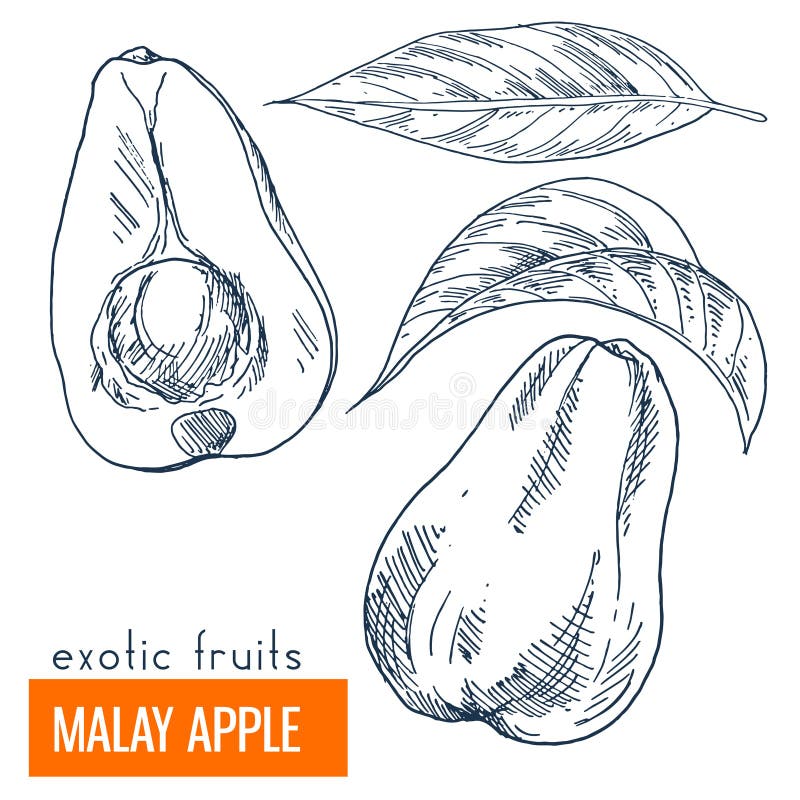Malay Apple. Full Color Realistic Hand Drawn Vector Stock Vector ...