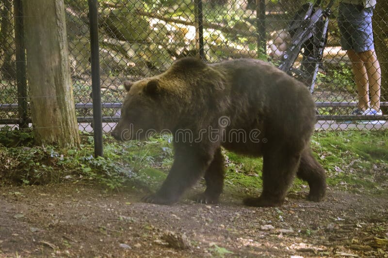 Malay Bear. the Smallest Representative of the Plantigrade Stock Image ...