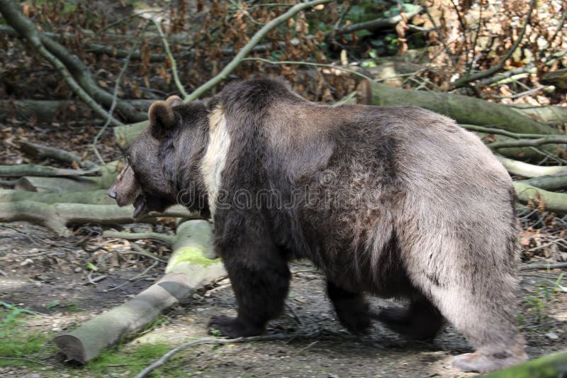 Malay Bear. the Smallest Representative of the Plantigrade Stock Image ...