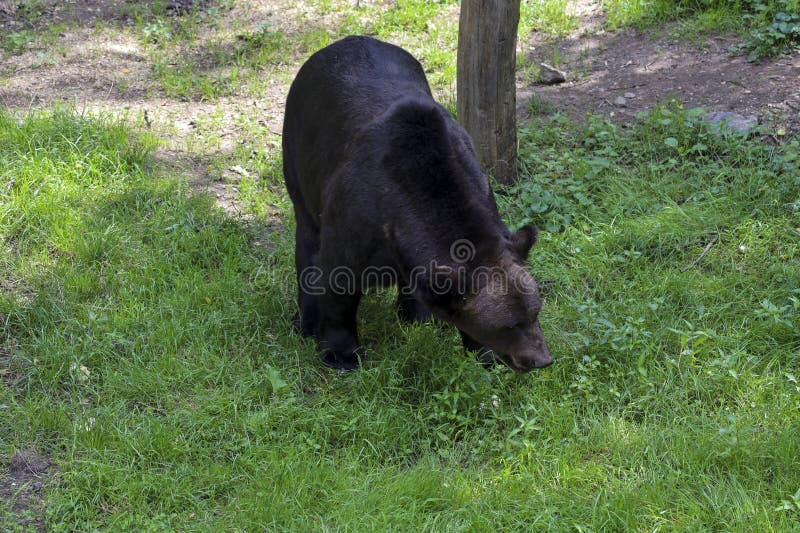Malay Bear. the Smallest Representative of the Plantigrade Stock Image ...