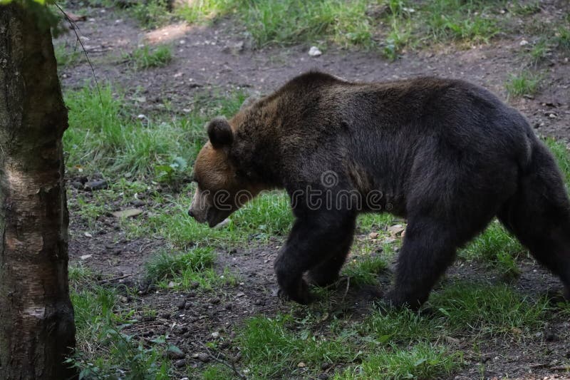 Malay Bear. the Smallest Representative of the Plantigrade Stock Photo ...