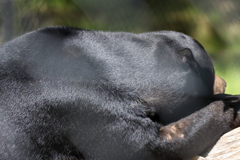 Malay Bear. the Smallest Representative of the Plantigrade Stock Image ...