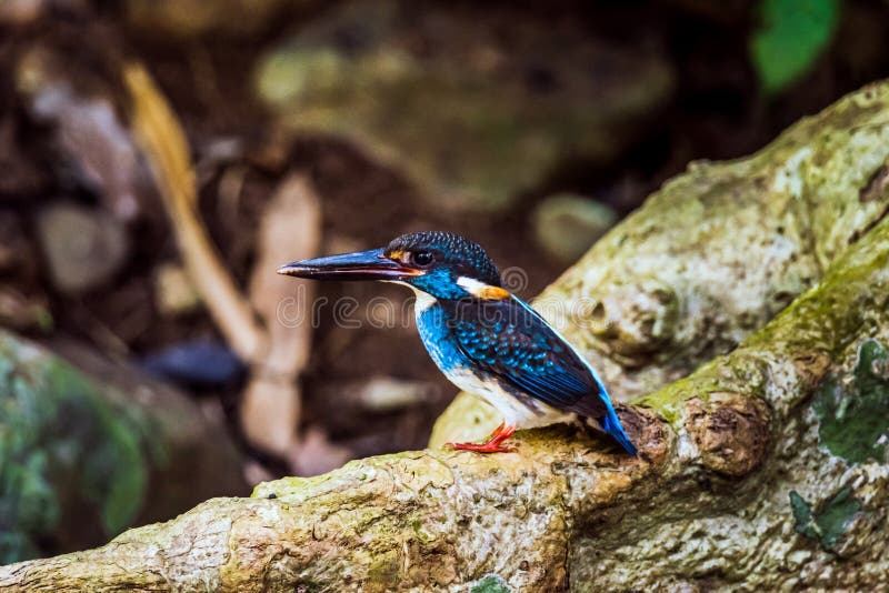 Malay Blue-banded Kingfisher Stock Photo - Image of male, feather ...