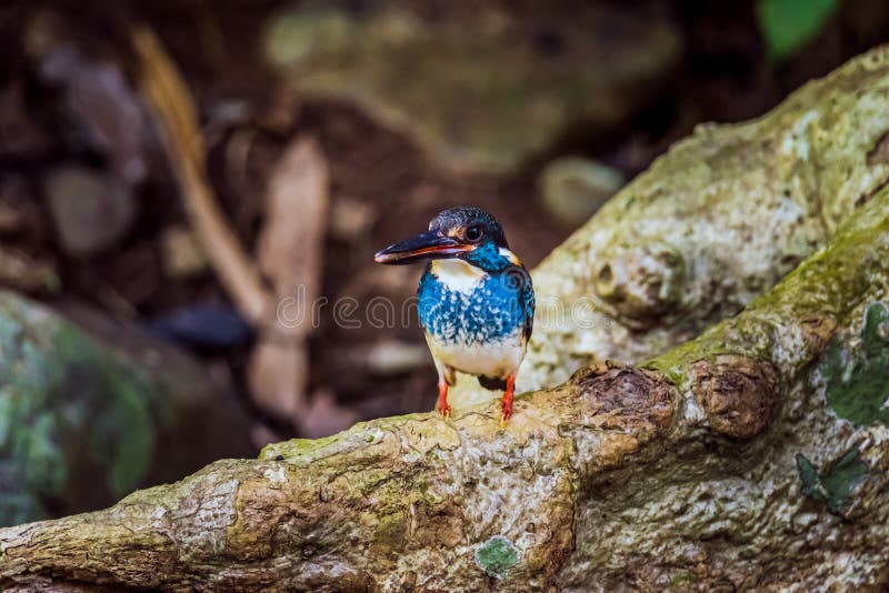 Malay Blue-banded Kingfisher Stock Image - Image of jungle, juvenile ...