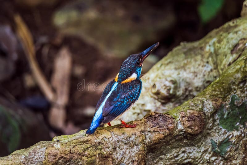 Malay Blue-banded Kingfisher Stock Image - Image of jungle, feeding ...