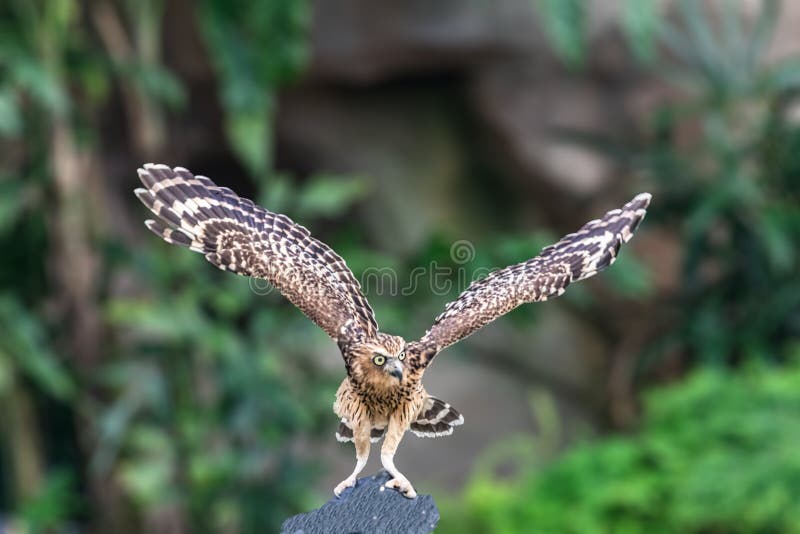 A Malay Fish stock image. Image of hunter, standing - 388116977