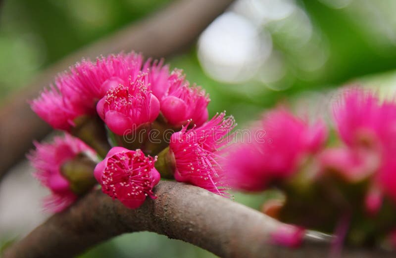 Malay Rose Apple Flower Bloom at Tree Close Up Shot Stock Image - Image ...