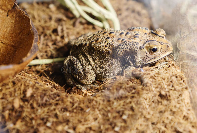 Malay toad stock image. Image of amphibian, malay, dark - 104465167