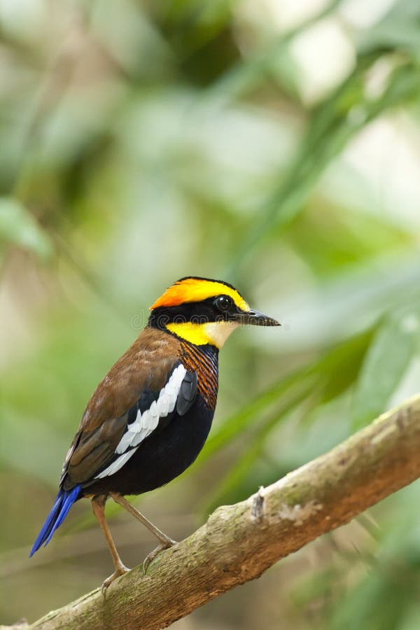 Malayan banded pitta stock photo. Image of colourful - 32351210