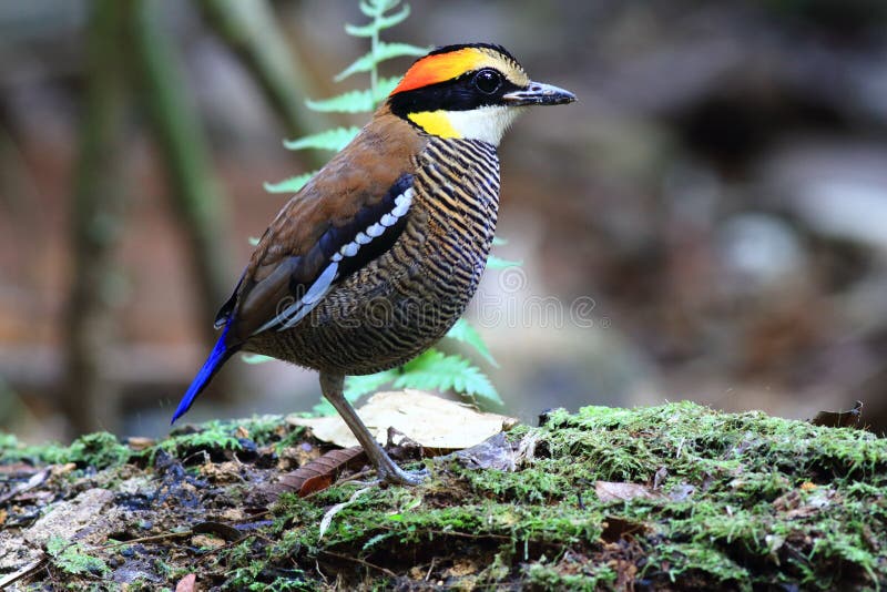 Malayan Banded Pitta Female on the Green Timber Stock Image - Image of ...