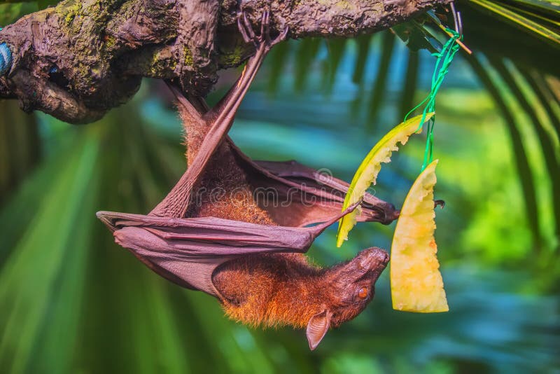 Malayan Bat Hanging on a Tree Branch Stock Photo - Image of singapore ...