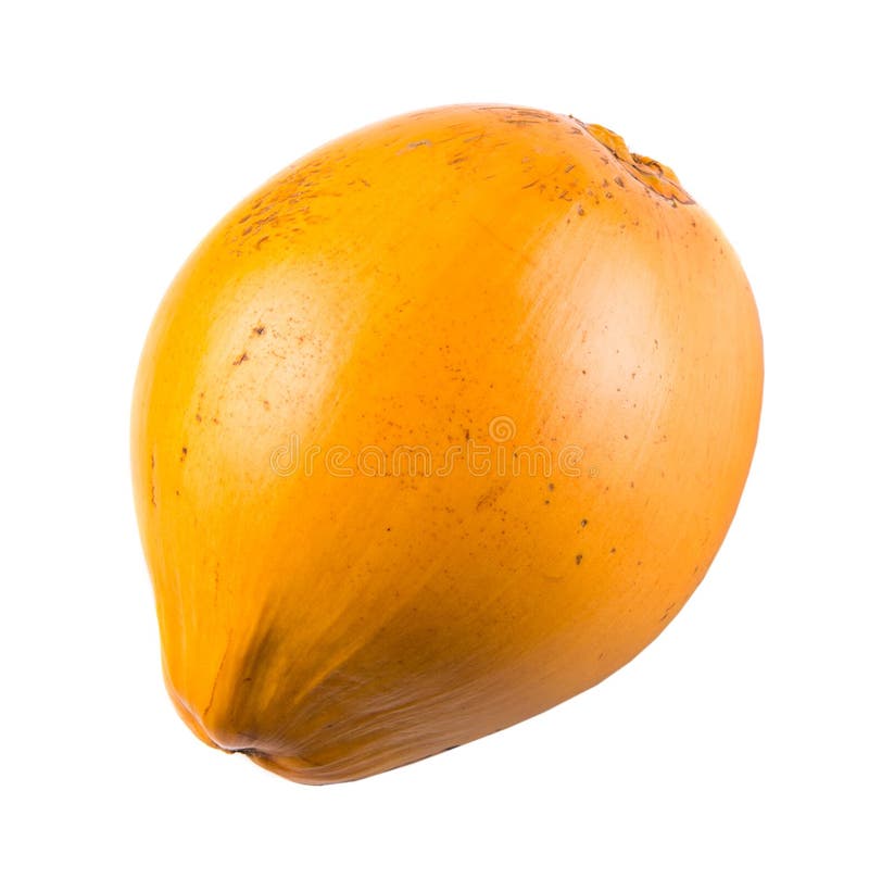 Malayan Dwarf Coconut VI stock image. Image of background - 48926233