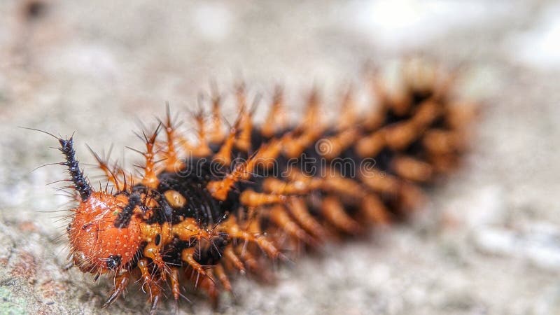 Malayan Eggfly Caterpillar Cute Face Stock Image - Image of malayan ...
