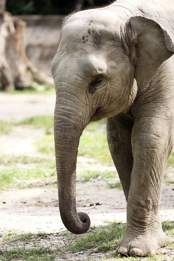 Malayan Elephant stock photo. Image of wild, great, front - 9287712