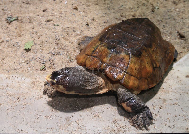 Malayan Box Turtle For Sale Philippines at Hector Snodgrass blog