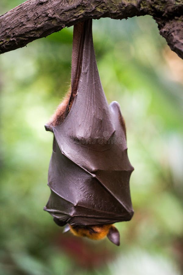Malayan Flying Fox Bat Hanging Stock Photo - Image of tropical, animals ...