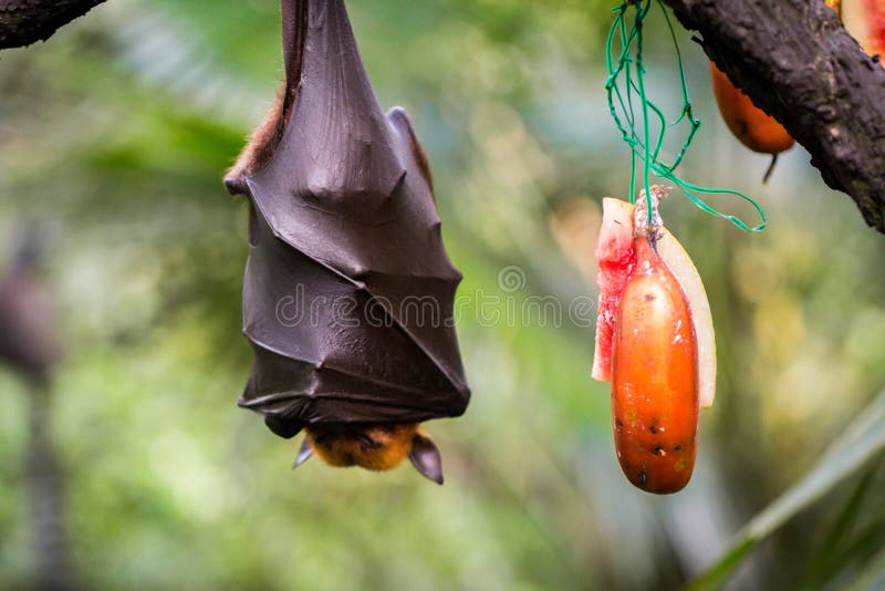 Malayan Flying Fox Bat Hanging Stock Image - Image of wildlife, flying ...