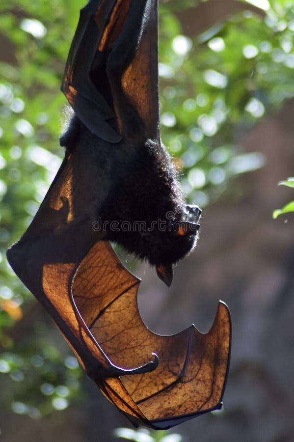 Malayan flying fox stock image. Image of mammal, forest - 113150017