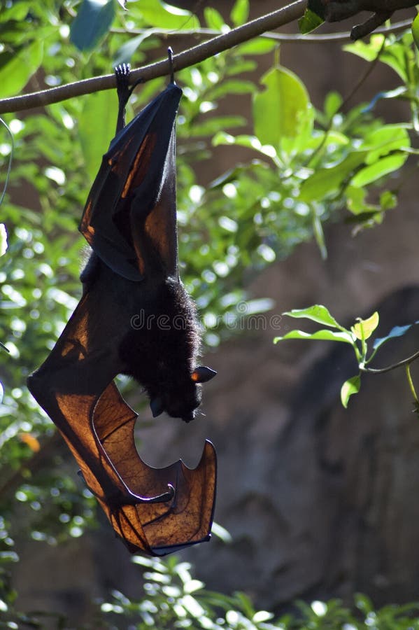 Malayan flying fox bat stock image. Image of sleeping - 9480383