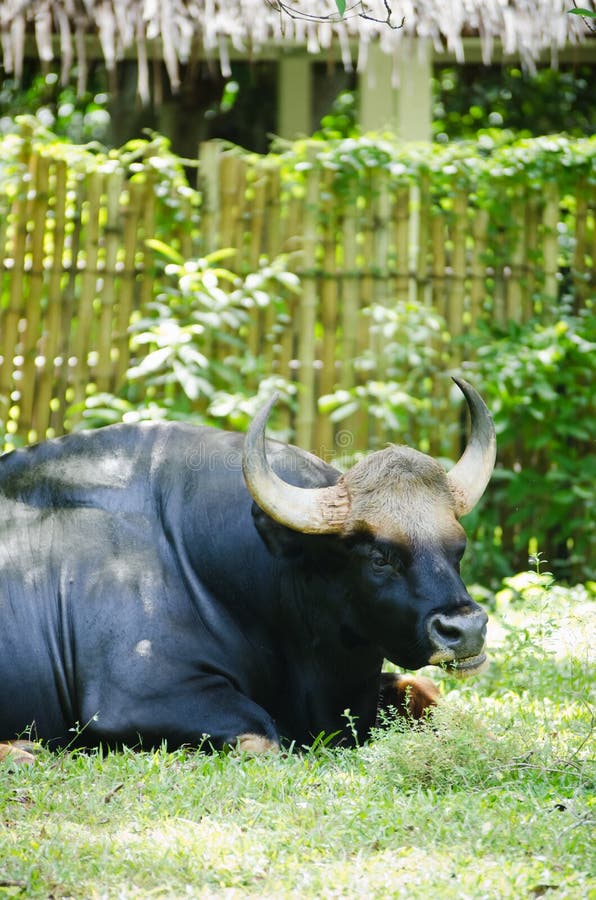 Malayan Gaur stock photo. Image of black, cattle, hump - 59288892