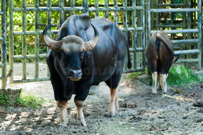 Malayan Gaur stock photo. Image of black, cattle, hump - 59288892