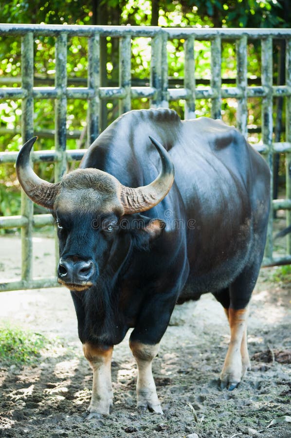 Malayan Gaur stock photo. Image of head, animals, malayan - 25110438
