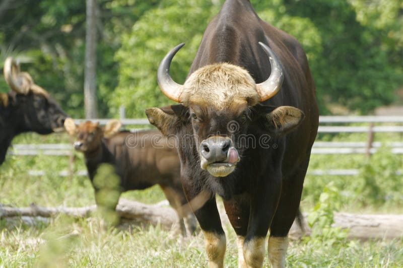 Malayan Gaur stock photo. Image of black, cattle, hump - 59288892