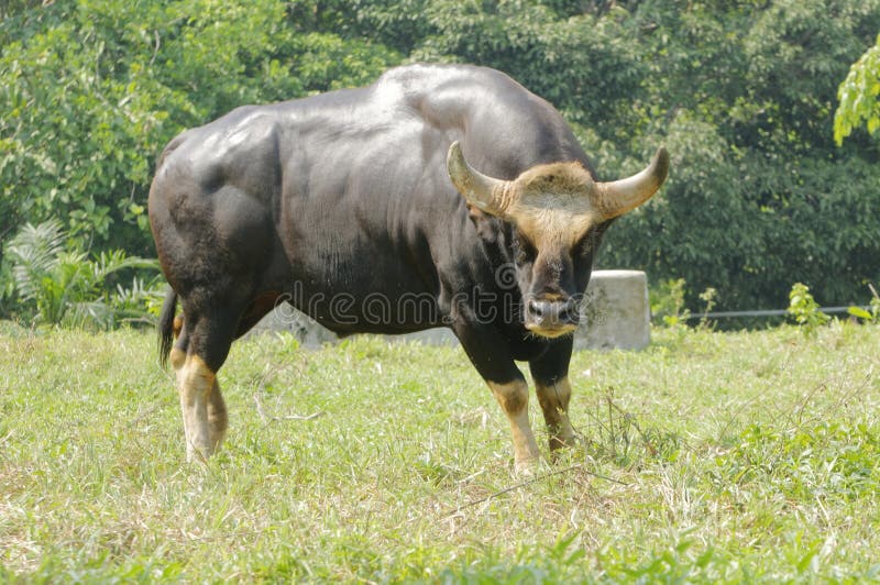 Malayan Gaur stock photo. Image of national, male, mature - 59288672