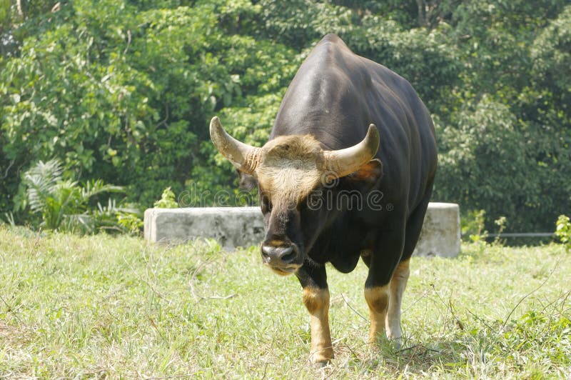 Malayan Gaur stock photo. Image of black, cattle, hump - 59288892