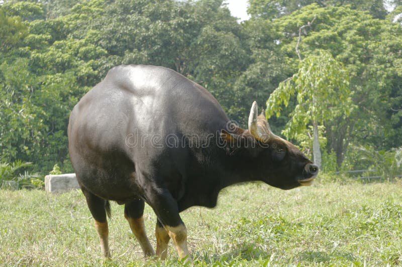 Malayan Gaur stock image. Image of closeup, national - 59288781