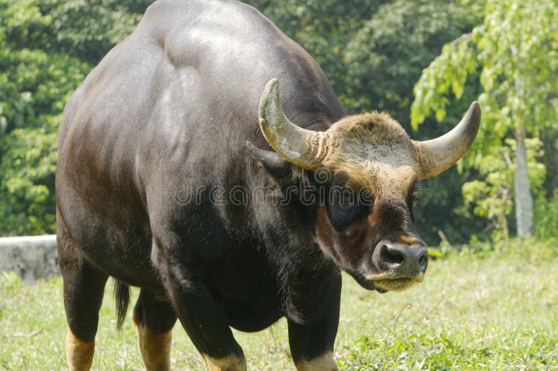 Malayan Gaur stock photo. Image of black, cattle, hump - 59288892