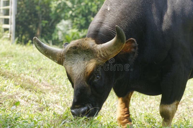 Malayan Gaur stock image. Image of bison, national, hump - 59288861