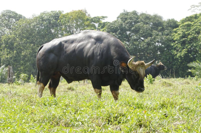 Malayan Gaur stock photo. Image of black, cattle, hump - 59288892