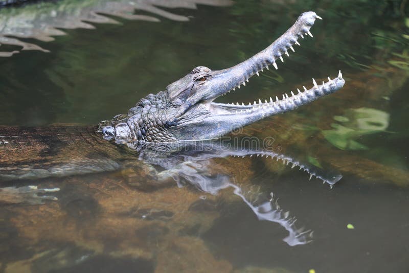 Malayan Gharial Mouth Open. Stock Photo - Image of predator, animal ...