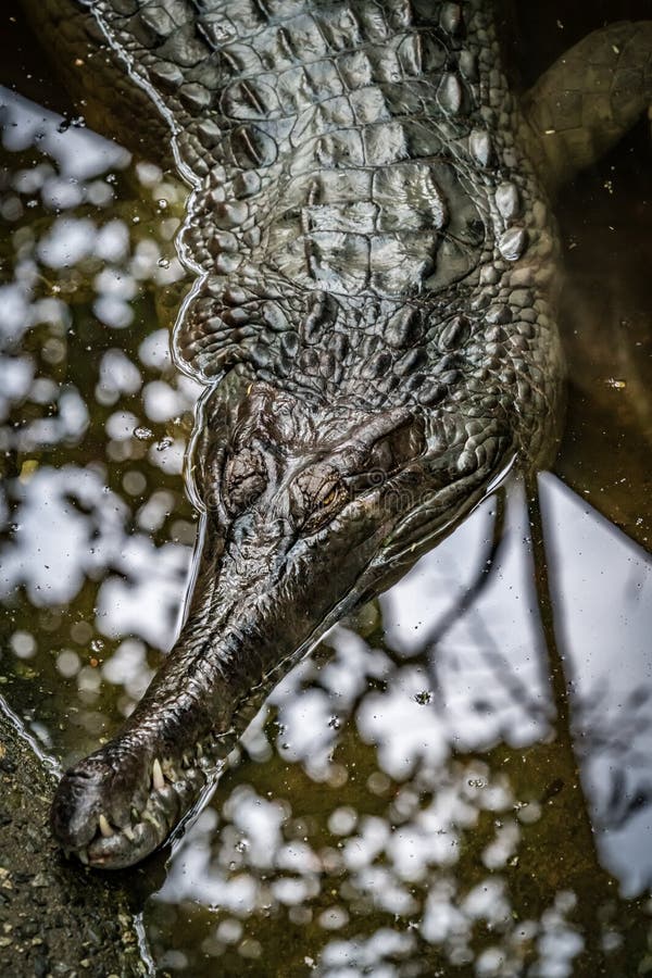 Malayan Gharial in Water Day Time Stock Photo - Image of crocodylidae ...