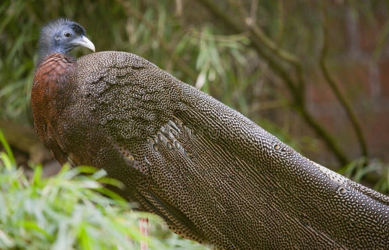 Hawk Claw stock photo. Image of wildlife, beak, close - 1576856